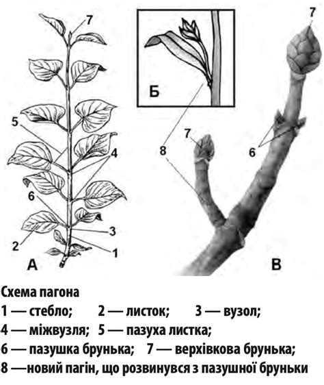 Будова стебла Science And Apologetics