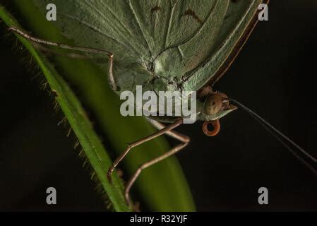 A Macro Photo Of A Female Obrina Olivewing Nessaea Obrinus From Madre