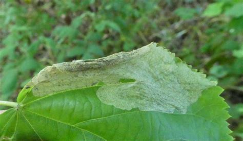 Parna Tenella Naturespot