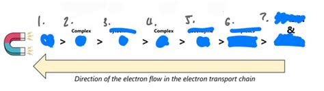 Biosci 106 Topic 3 Lecture 4 Flashcards Quizlet