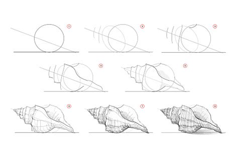 페이지는 조개 껍질 스케치를 그리는 법을 배우는 방법을 보여줍니다 연필 그리기 수업 아티스트를 위한 교육 페이지입니다 예술적 기술 개발을위한 교과서 온라인 교육 벡터