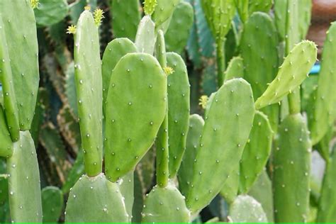 Nopal Planta Mexicana Con Importantes Atributos The Food Tech