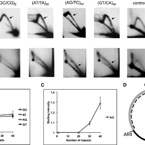 Gtca Microsatellite Mutation Rates And Directional Biases Observed In