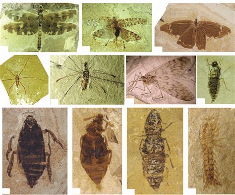 Selected Jehol Invertebrate Fossils The Insects Sinaeschnidia A Download Scientific Diagram