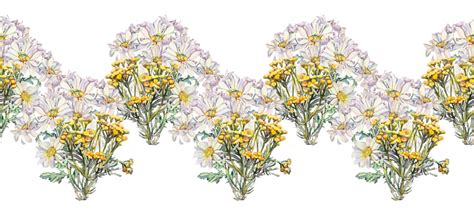 이음새가 없는 테두리 수채화 국화 데이지 카모마일 탠시가 흰색 배경에 분리되어 있다 꽃집을 위해 손으로 그린 여름 꽃 꽃 축하 결혼식 포장 섬유 또는 벽지를위한 테두리 0