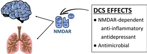 Nmdar Down Regulation Dual Hit Molecular Target For Copd