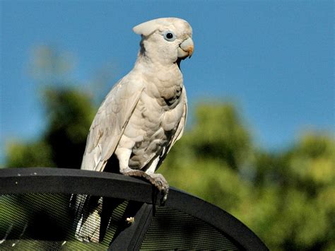 Solomons Cockatoo Solomons Cockatoo For Sale Cockatoos For Sale