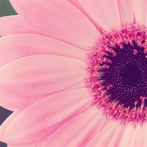 Pink Ipad Wallpapers 4k Hd Backgrounds On Wallpaperbat