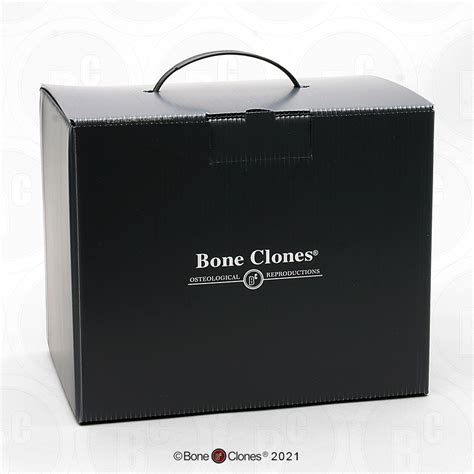 Carrying Case For Human Hominid And Great Ape Skulls Bone Clones