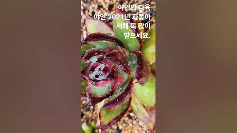 라인은 쫀득 젤리 ~ 고운밤 되세요 ~ 파종이 실생 다육 다유기 다육이 다육식물 반려식물 다육판매 다육이판매 다육이키우기 다육인스타그램 매혹이 청주