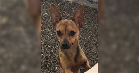 Pischer Que Atende Por Nick Está Desaparecido No Jardim Gisela Em Toledo