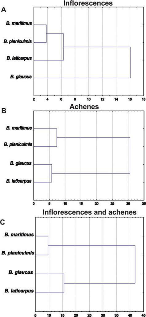 Results Of Cluster Analysis Upgma For Morphological Characters Of Download Scientific Diagram