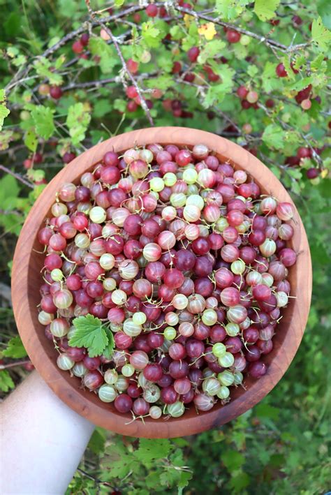 70 Gooseberry Recipes Adamant Kitchen