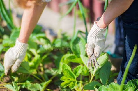 The Farmer Takes Care Of The Plants In The Vegetable Garden On The Farm