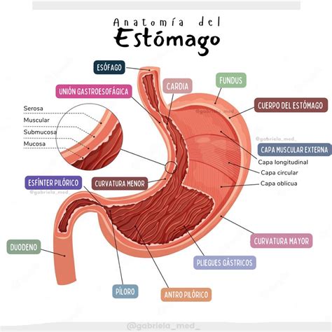 Anatomía De Las Partes Del Estómago