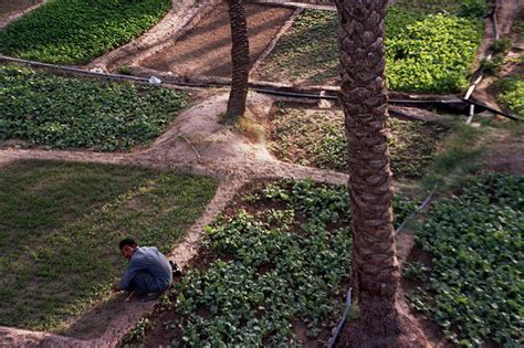 Video Permaculture Regreening Desert Of Jordan