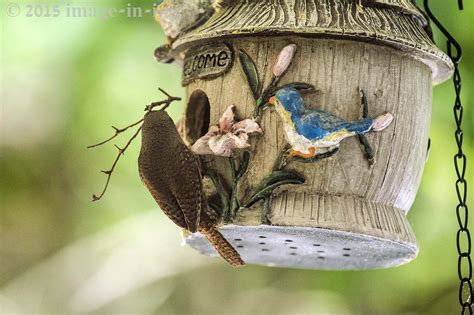 Image In Ing Nesting