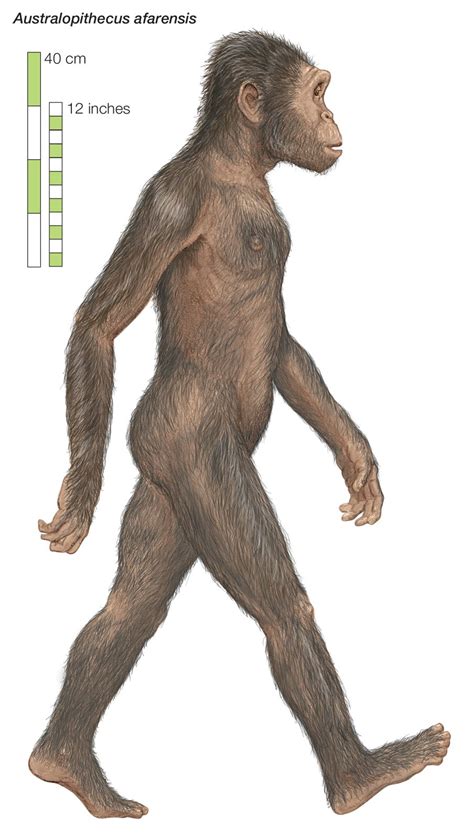 Australopithecus Robustus Boisei Hominins Britannica