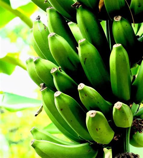How To Grow Banana Plants ABC Of Growing Banana Trees At Home
