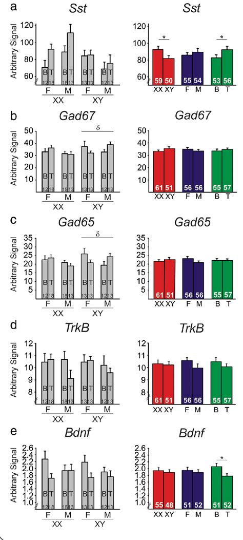 The Effects Of Sex Related Factors On Expression Of Gaba And The Effects Of Sex Related Factors On Expression Of Gaba And