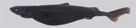Somniosidae