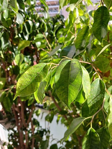 Spotted These On My Weeping Fig Ficus Benjamina Plant Could Anyone