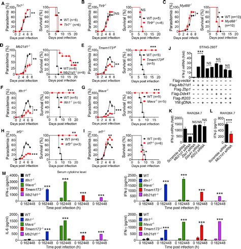 Figure 1 From Cross Regulation Of Two Type I Interferon Signaling