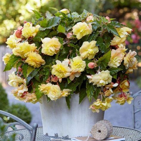 Aromatic Scented Cascading Begonia Odorata Sunny Dream Pack Of Two