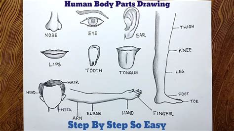 How To Draw Parts Of Human Body