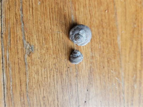 First Complete Trilobite Fossil Hunting Trips The Fossil Forum