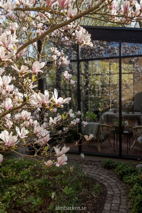 Magnolia Almbacken Trädgårdsplanering Design För Liten Trädgård Vackra Trädgårdar