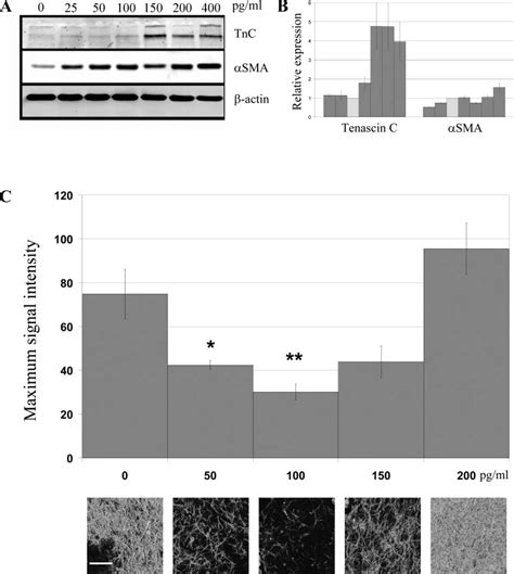 Exogenous Tgf 2 At Physiological Doses Induces Tnc Expression And