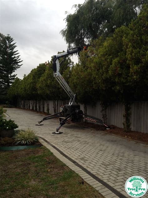 Tree Services South Perth Williams Tree Pro