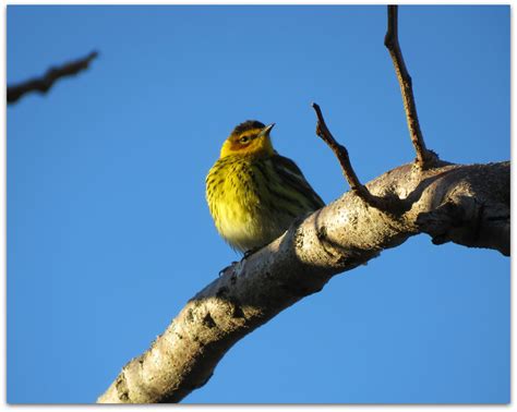 Warblers And Tanager In Town Amys Bird Blog