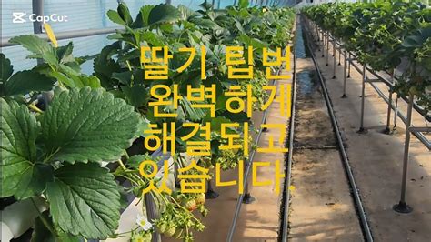 딸기팁번완벽하게해결되고있습니다 250110금경남거창가조설향딸기팁번해결 손범규농합농법 농합면역플러스염류장해개선면역뿌리기능회복 가조농약종묘사 상담