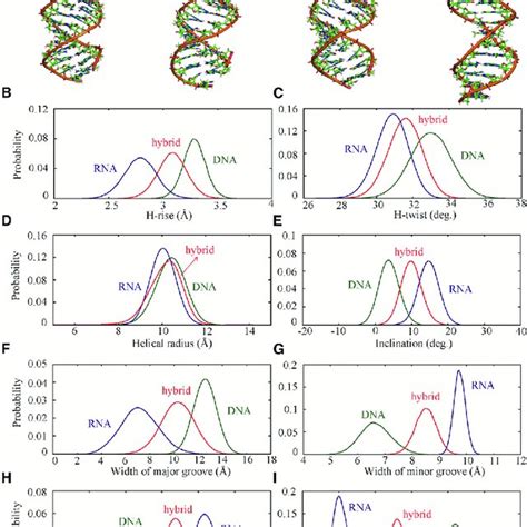Pdf Structural Flexibility Of Dna Rna Hybrid Duplex Stretching And Twist Stretch Coupling