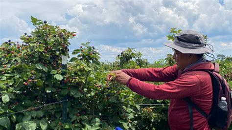 Blackberry Harvesting And Postharvest Handling Caes Field Report