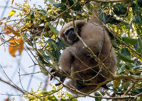 The Brahmaputra And The Hoolock Gibbons