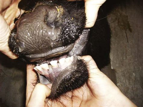 Common Bovine Diseases Veterian Key