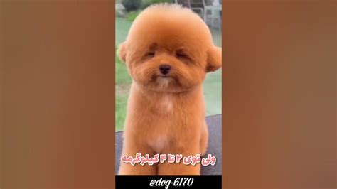 🔴دانستنی های پودل تاینی 🔴🐕😍 شیطون Pets Shortvideo سگ Puppy