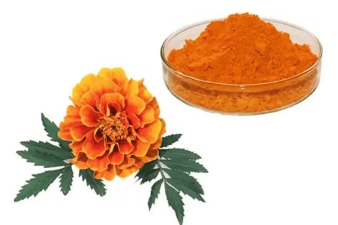 Exploring Xanthophyll Natures Colorful Palette