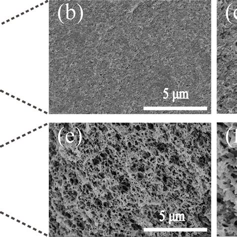 Photographs Of CS Fe A And CS Fe PEI D SEM Images Of CS Fe B C Download Scientific Diagram