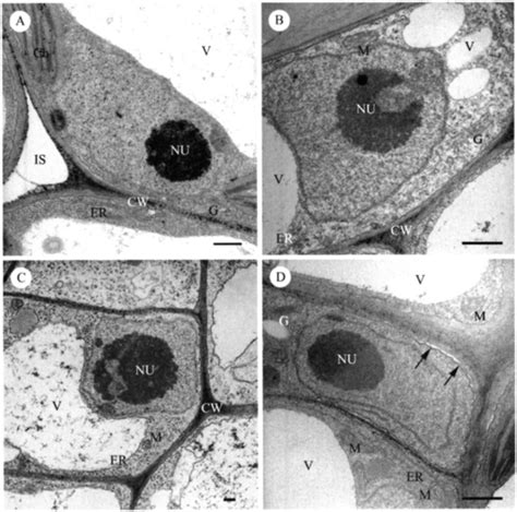 Nuclei In Stems Of Control Seedling A And Plants Irradiated At B Download Scientific