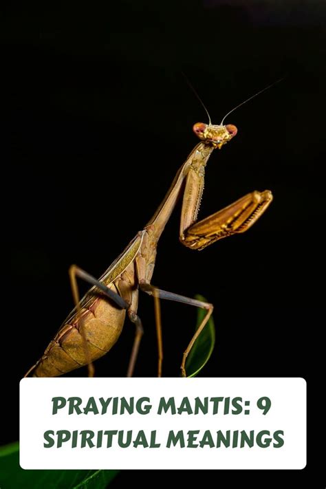 Praying Mantis 9 Spiritual Meanings Praying Mantis Spirituality