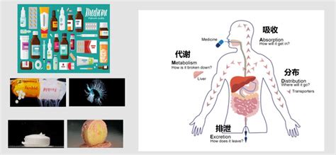 Ada的前世今生四 Ada检测的应用场景:从药物研发到临床监测,ada无处不在! Ada的前世今生四 Ada检测的应用场景:从药物研发到临床监测,ada无处不在!