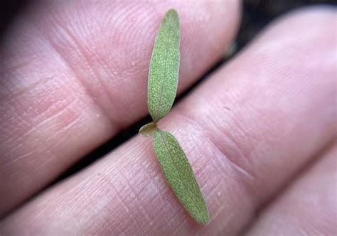 Palmer Amaranth Cals