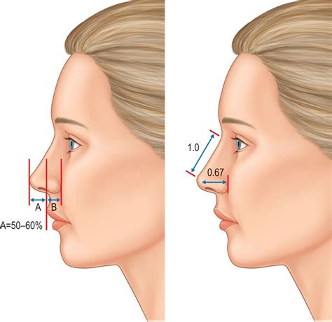 Nasal Analysis And Anatomy Clinical Tree