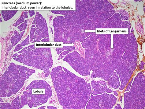 Pancreatic Duct Histology