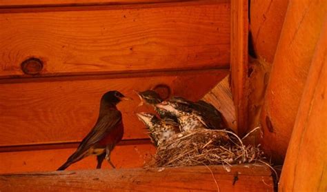 How To Get Rid Of A Birds Nest 10 Steps To Do