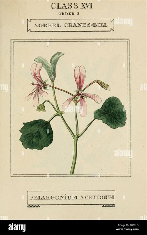 A Foundational Text On Botany Focusing On The Classification Of Plants With Illustrations And